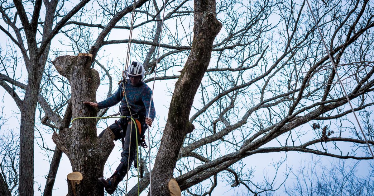 Tree Lopping Taumarere | Trusted & Affordable Tree Lopping